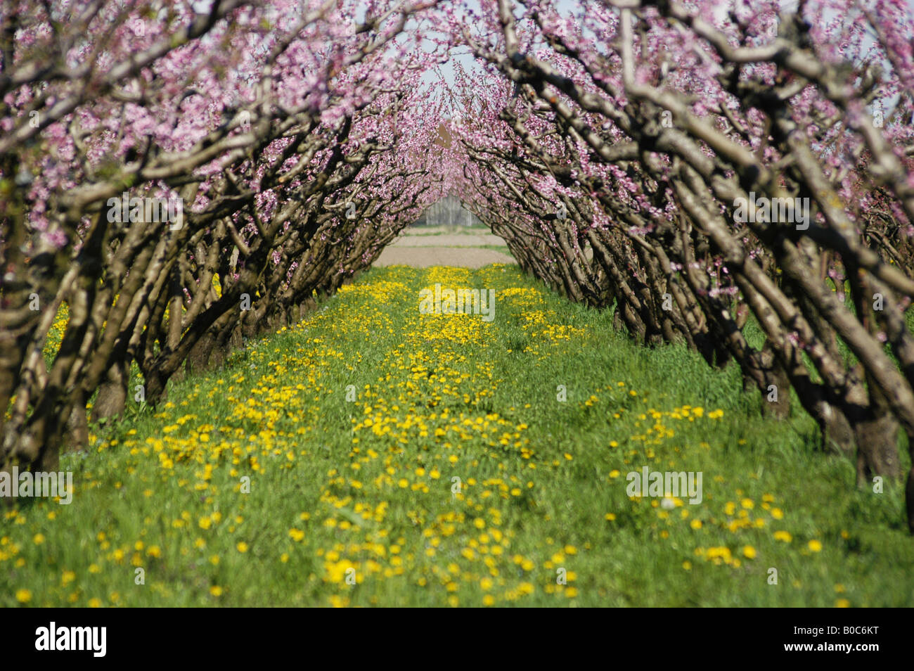 Frutteto frutteto in fiore hi-res stock photography and images - Alamy