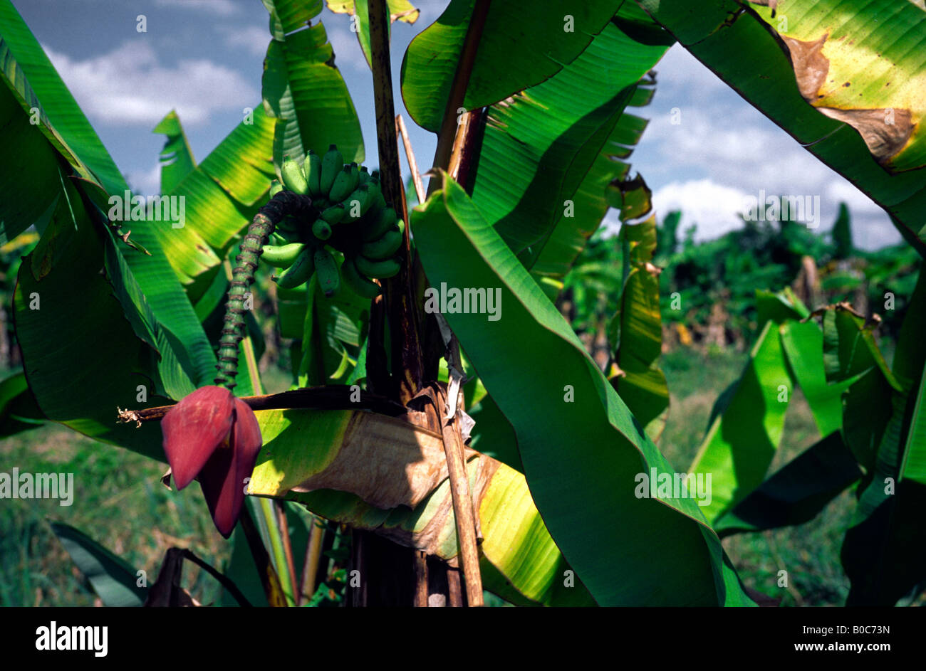Banana plantation honduras hi-res stock photography and images - Alamy