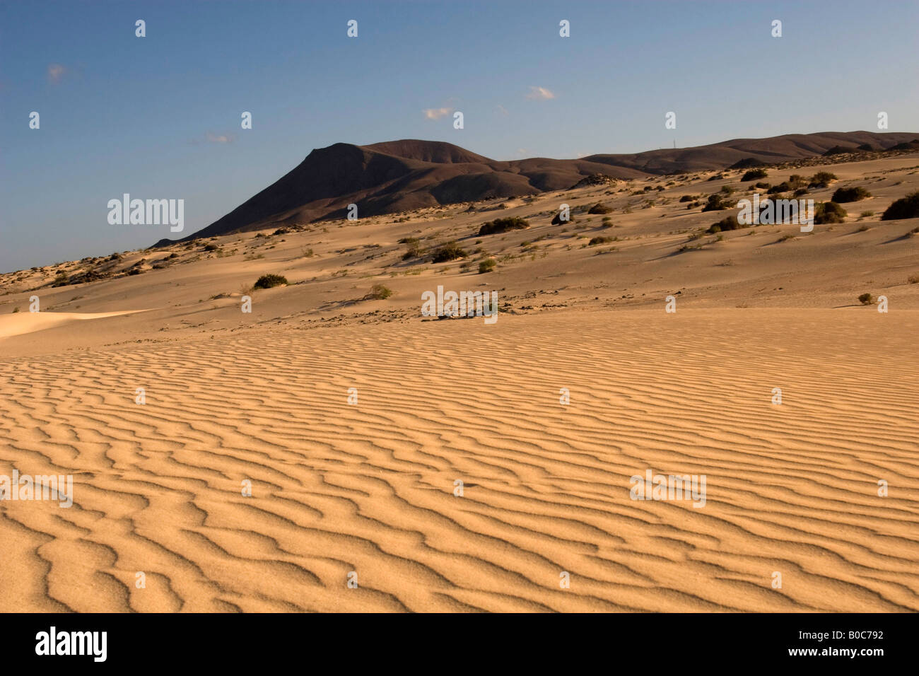 Sands Dunes deserts without vegetation Sea of sand Canary Island with ...