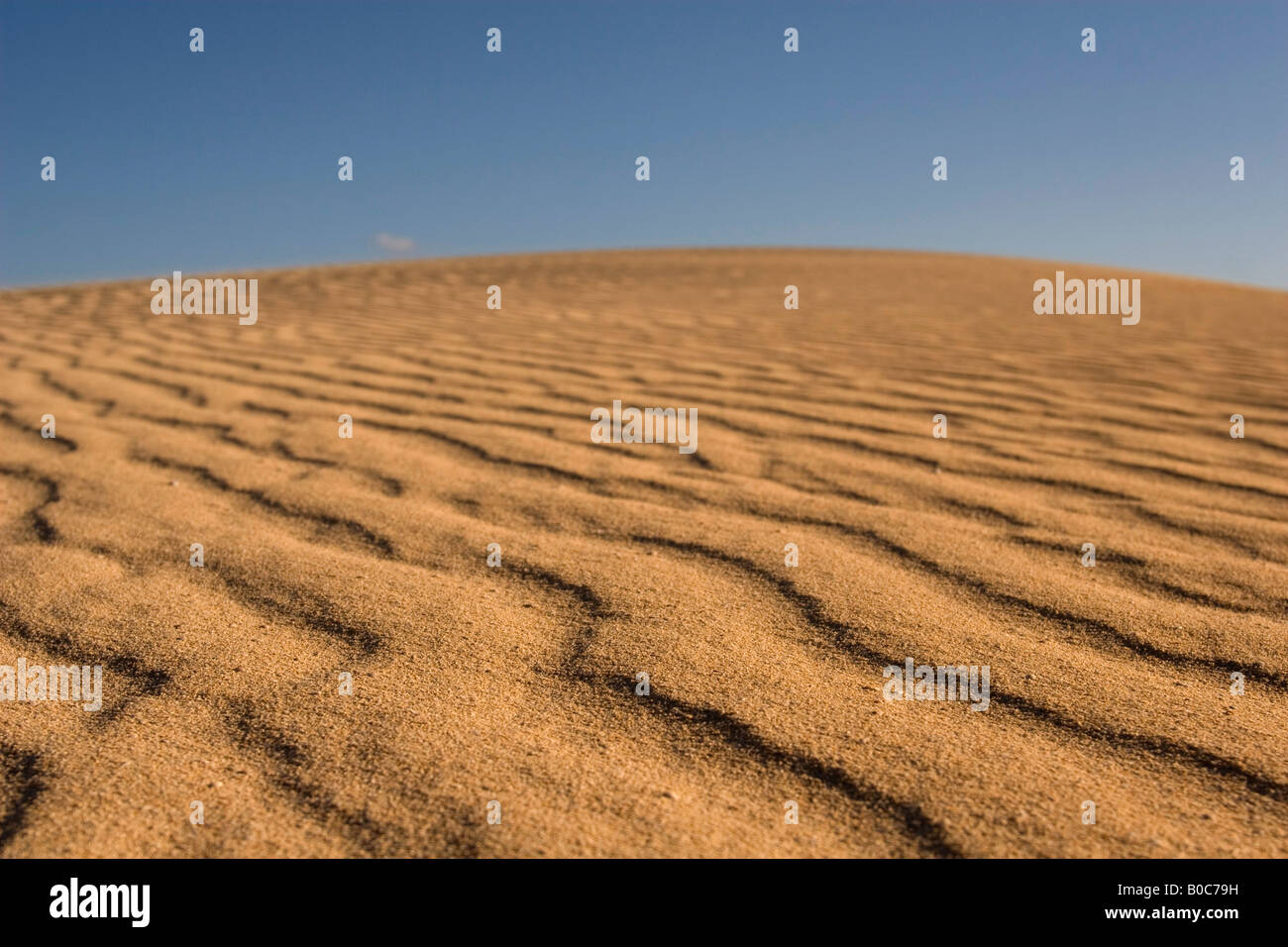 Sands Dunes deserts without vegetation Sea of sand Canary Island Stock ...