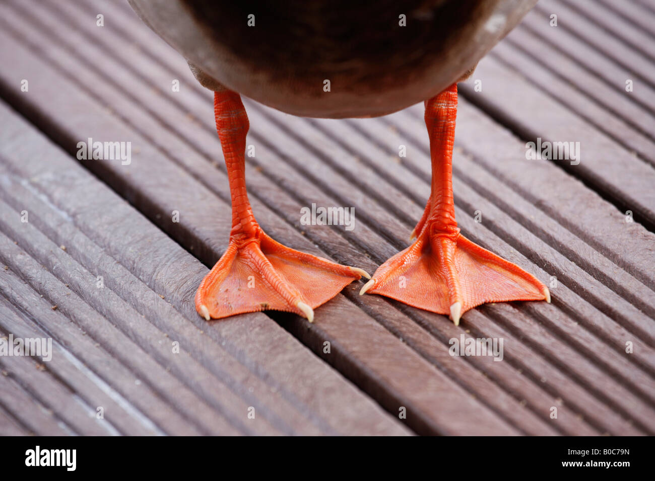 Duck feet hi-res stock photography and images - Alamy