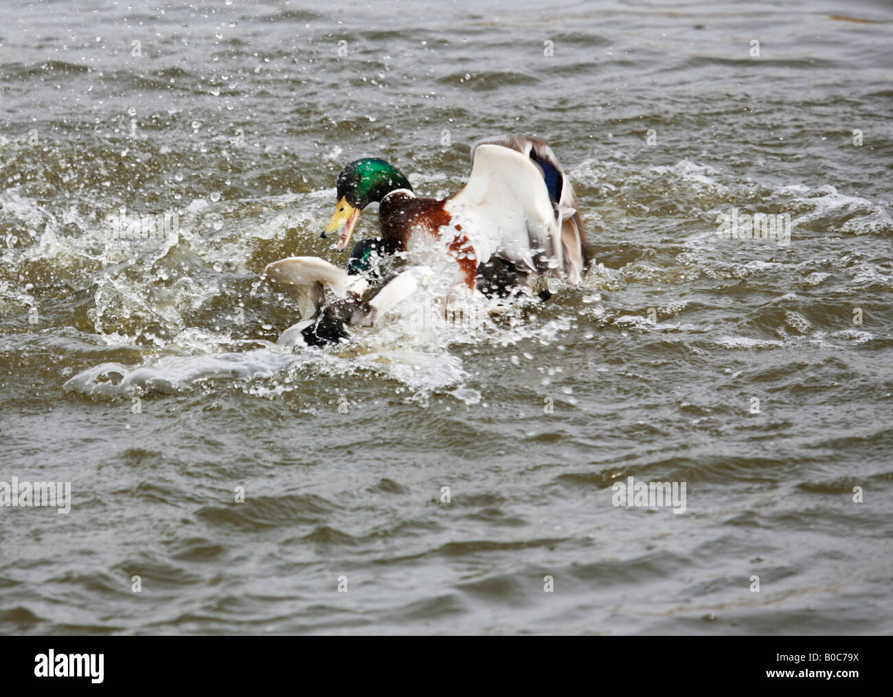Mallard fighting hi-res stock photography and images - Alamy