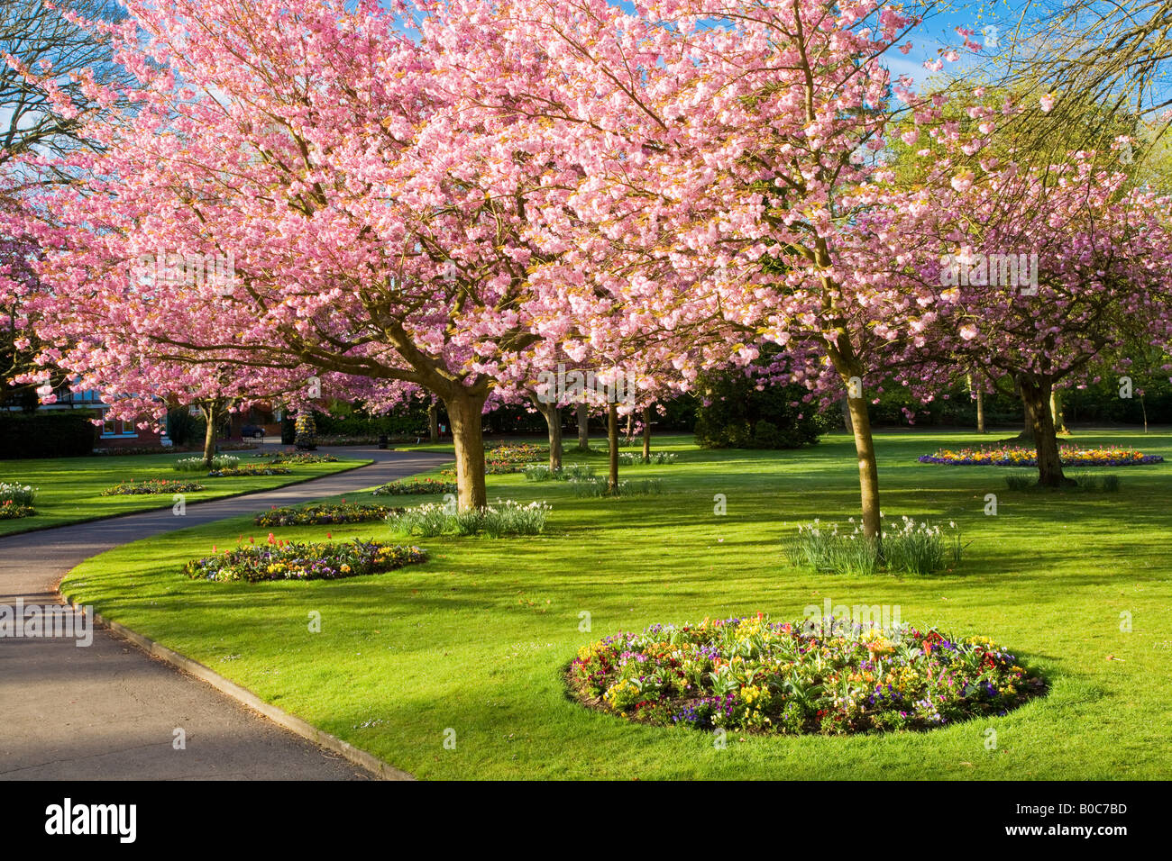 Spring flower beds and flowering cherry trees in the Town Gardens ...