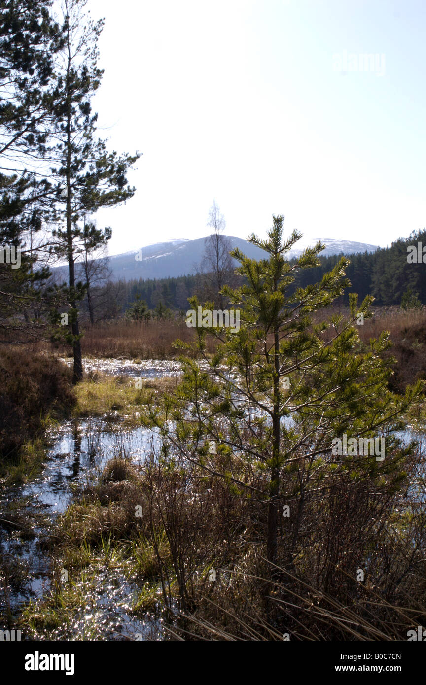 Uath Lochan, a tree-lined Scottish loch (lake) with mountains in the ...