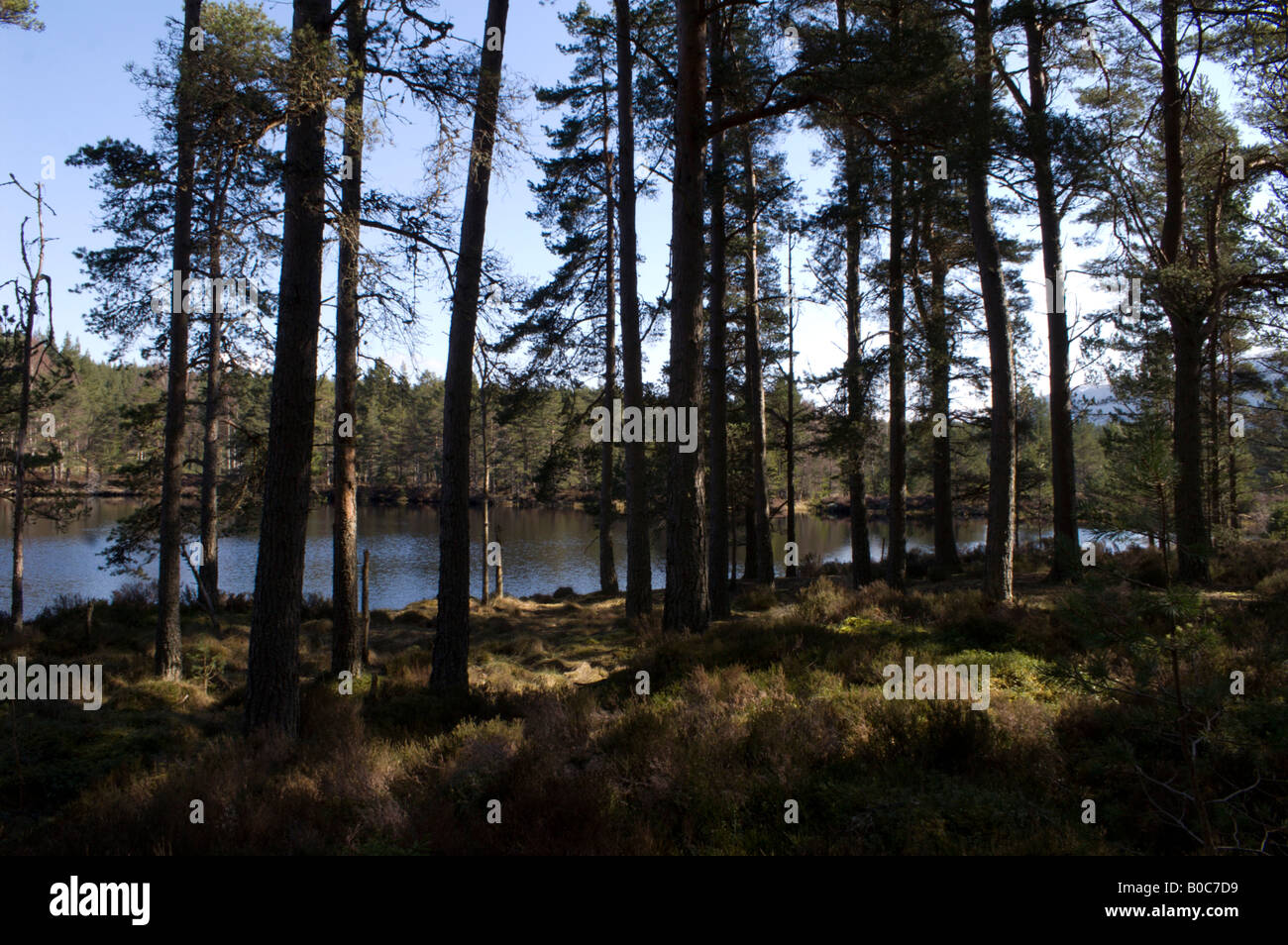 Uath Lochan, a tree-lined Scottish loch (lake Stock Photo - Alamy