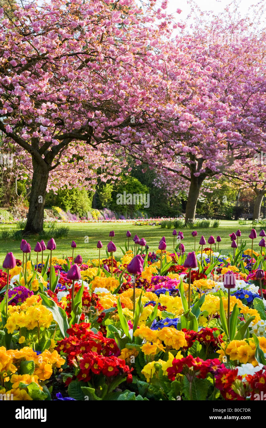 Spring flower beds of tulips and primulas with flowering cherry trees ...