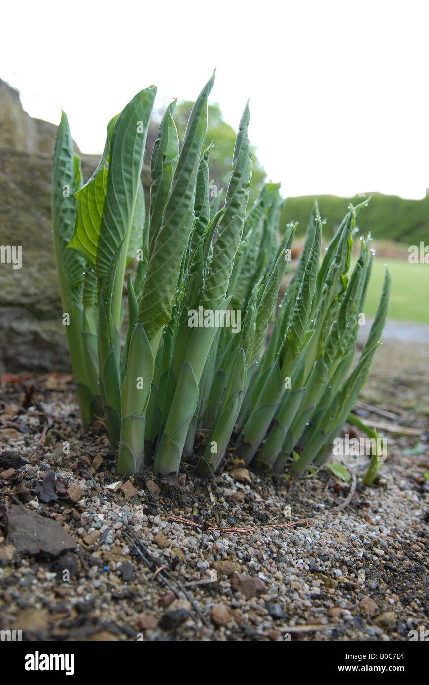 Emerging hosta hi-res stock photography and images - Alamy