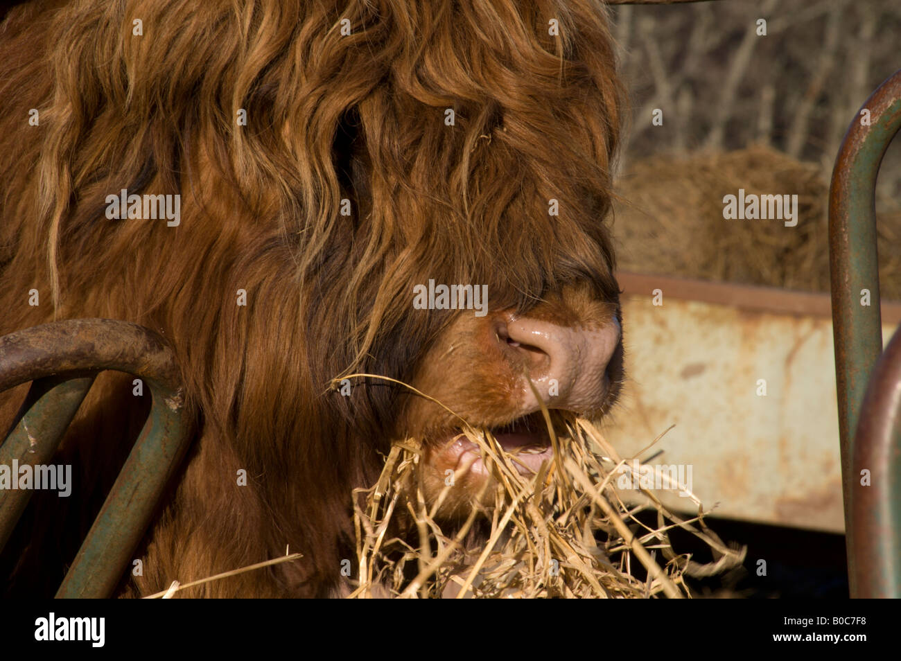 Close-up of highland cow eating straw Stock Photo - Alamy