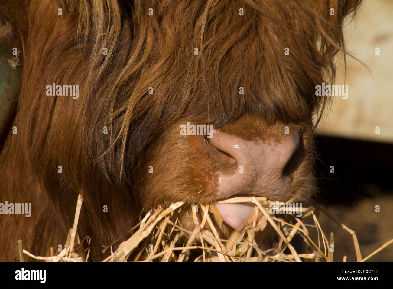 Highland cow eating hi-res stock photography and images - Alamy