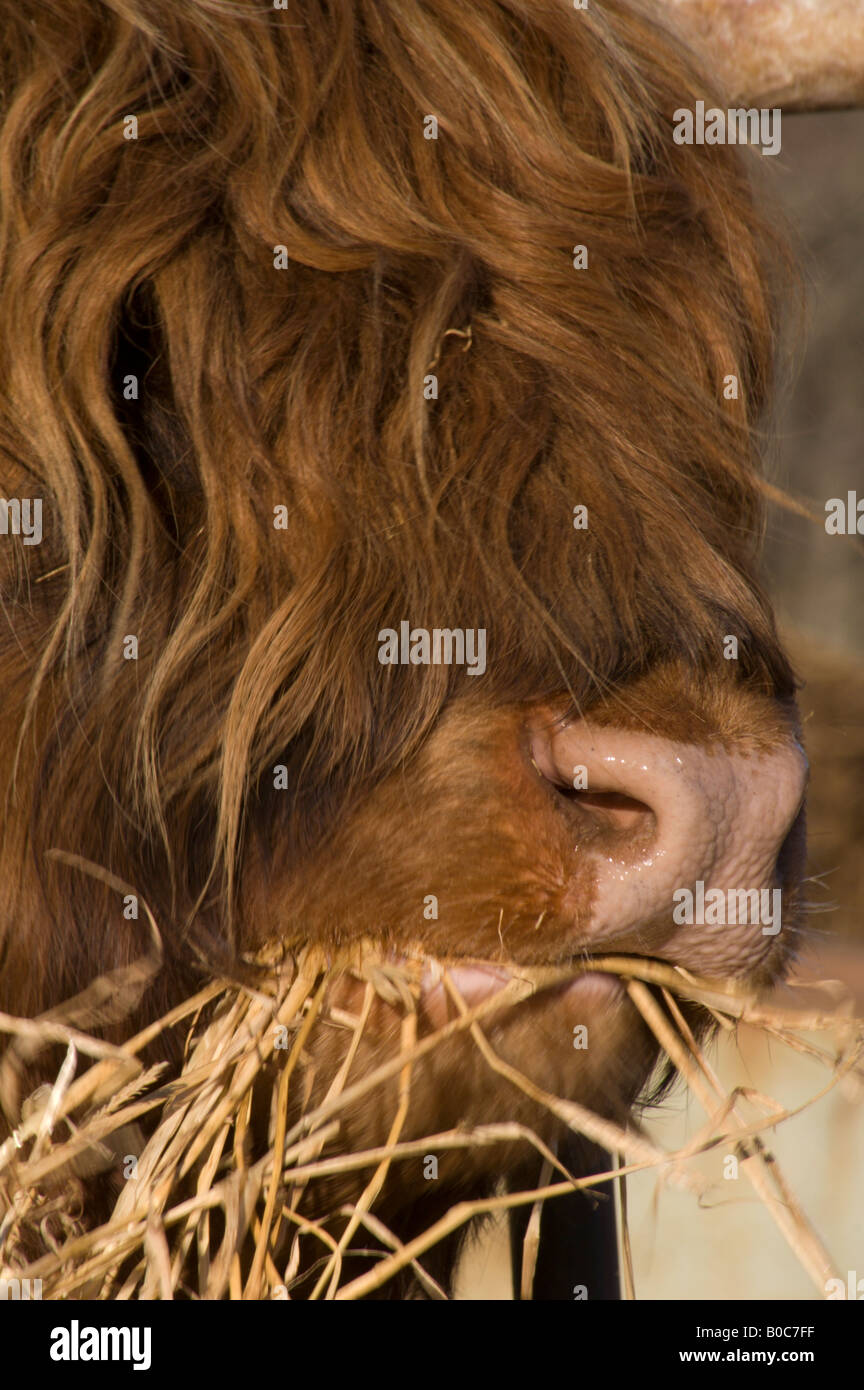 Highland cow eating hi-res stock photography and images - Alamy