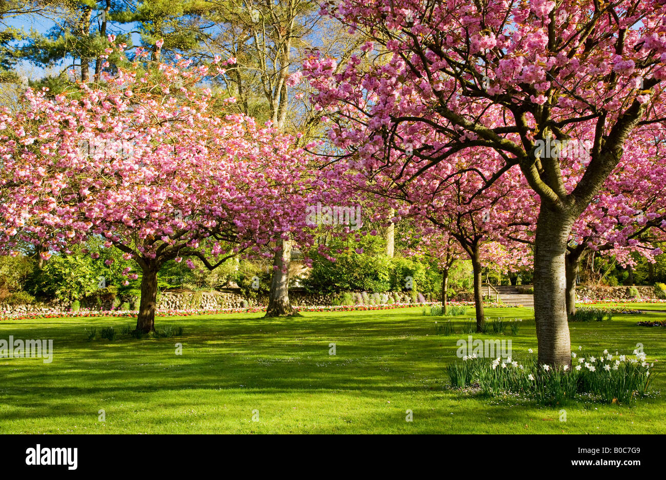 Spring flower beds and flowering cherry trees in the Town Gardens ...
