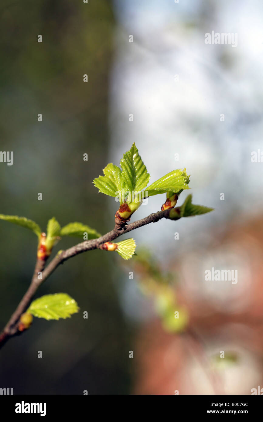 Silver Birch Tree, Betula pendula, leaves emerging in spring.Cheshire ...