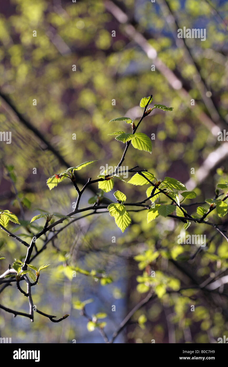 Silver Birch Tree, Betula pendula, leaves emerging in spring.Cheshire ...