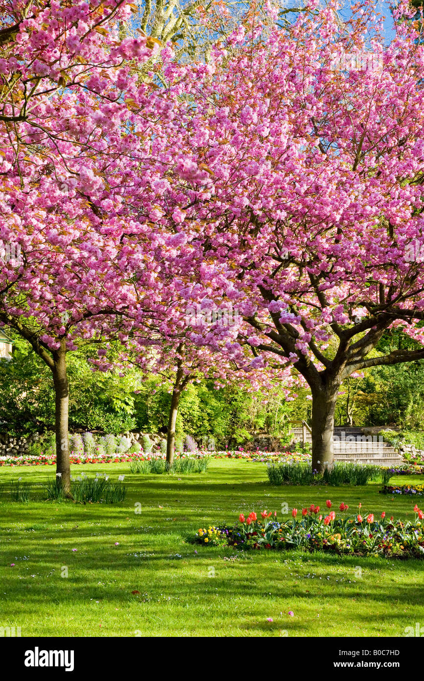 Spring flower beds and flowering cherry trees in the Town Gardens ...