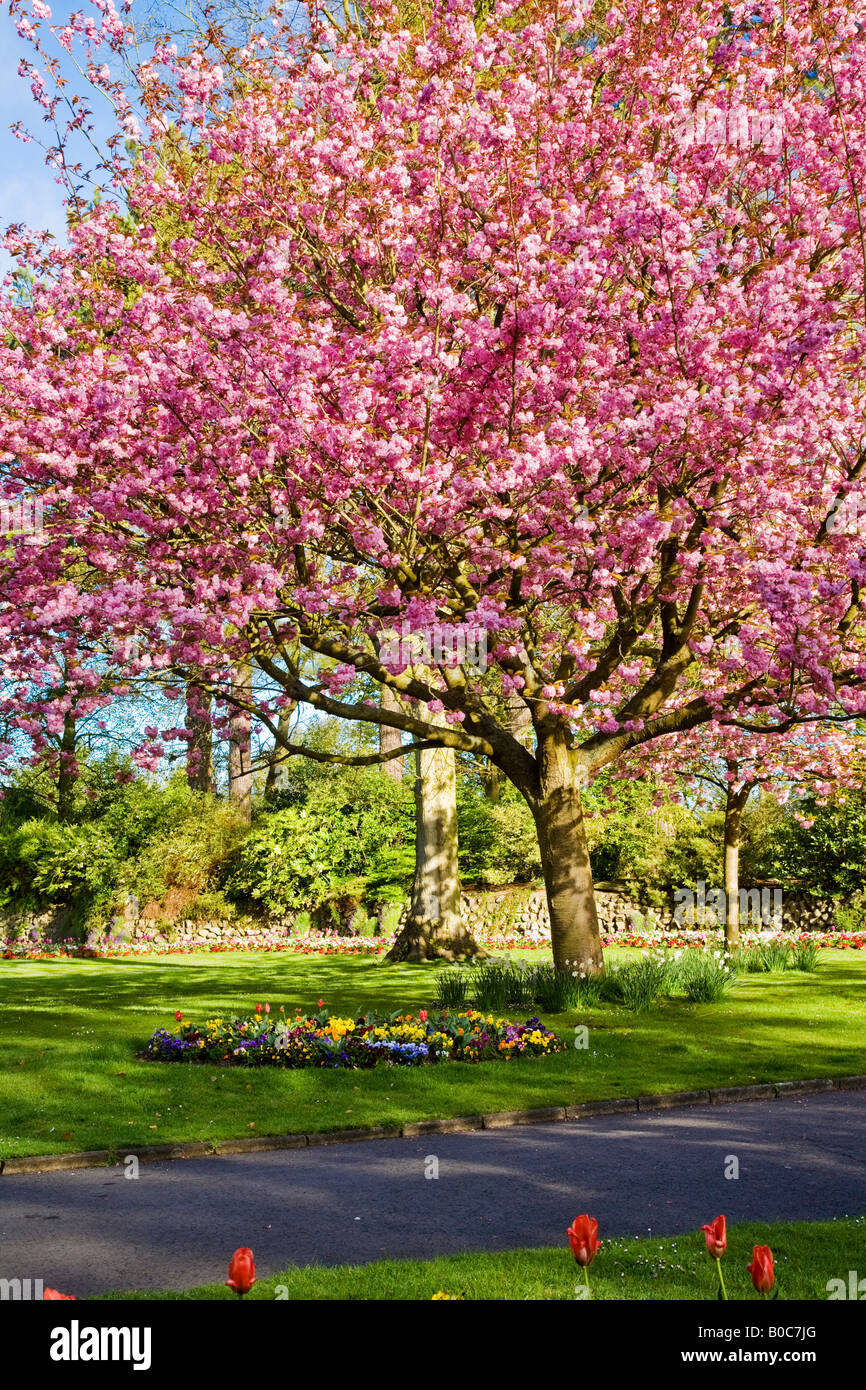 Spring flower beds and flowering cherry trees in the Town Gardens ...