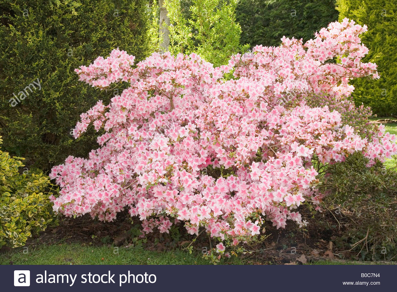 Bush Azalea High Resolution Stock Photography and Images - Alamy