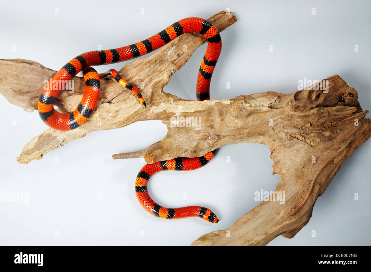 Red Milk Snake coiling on top of branch Stock Photo - Alamy