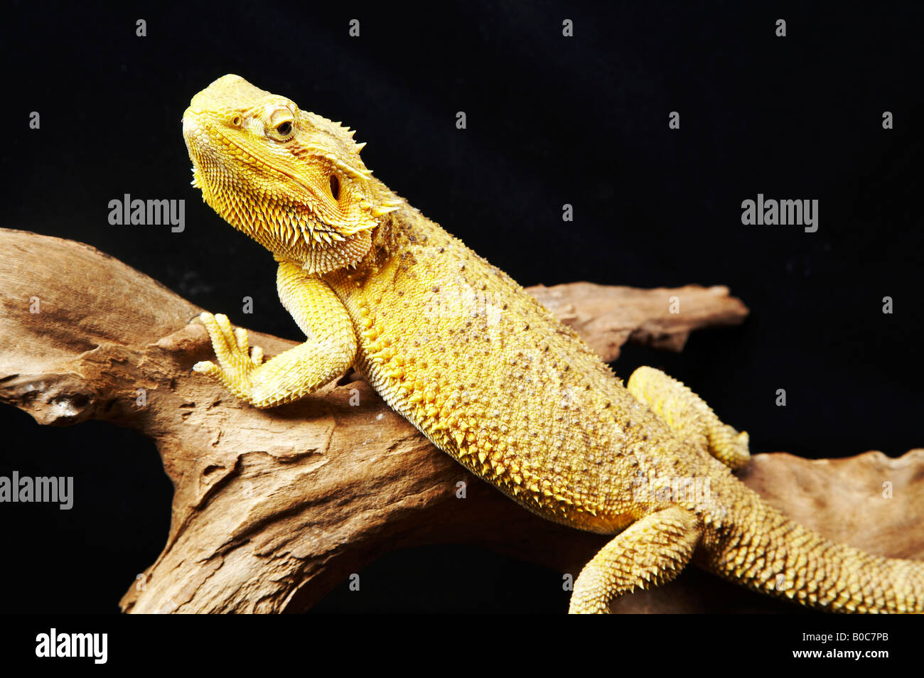 Bearded Dragon looking up Stock Photo - Alamy