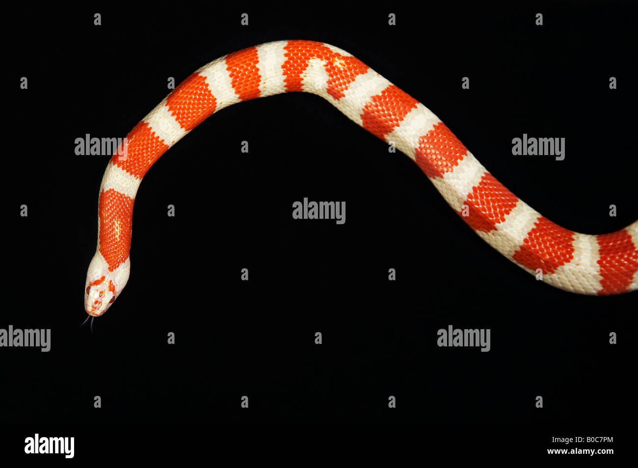 Top view of Corn Snake Stock Photo - Alamy