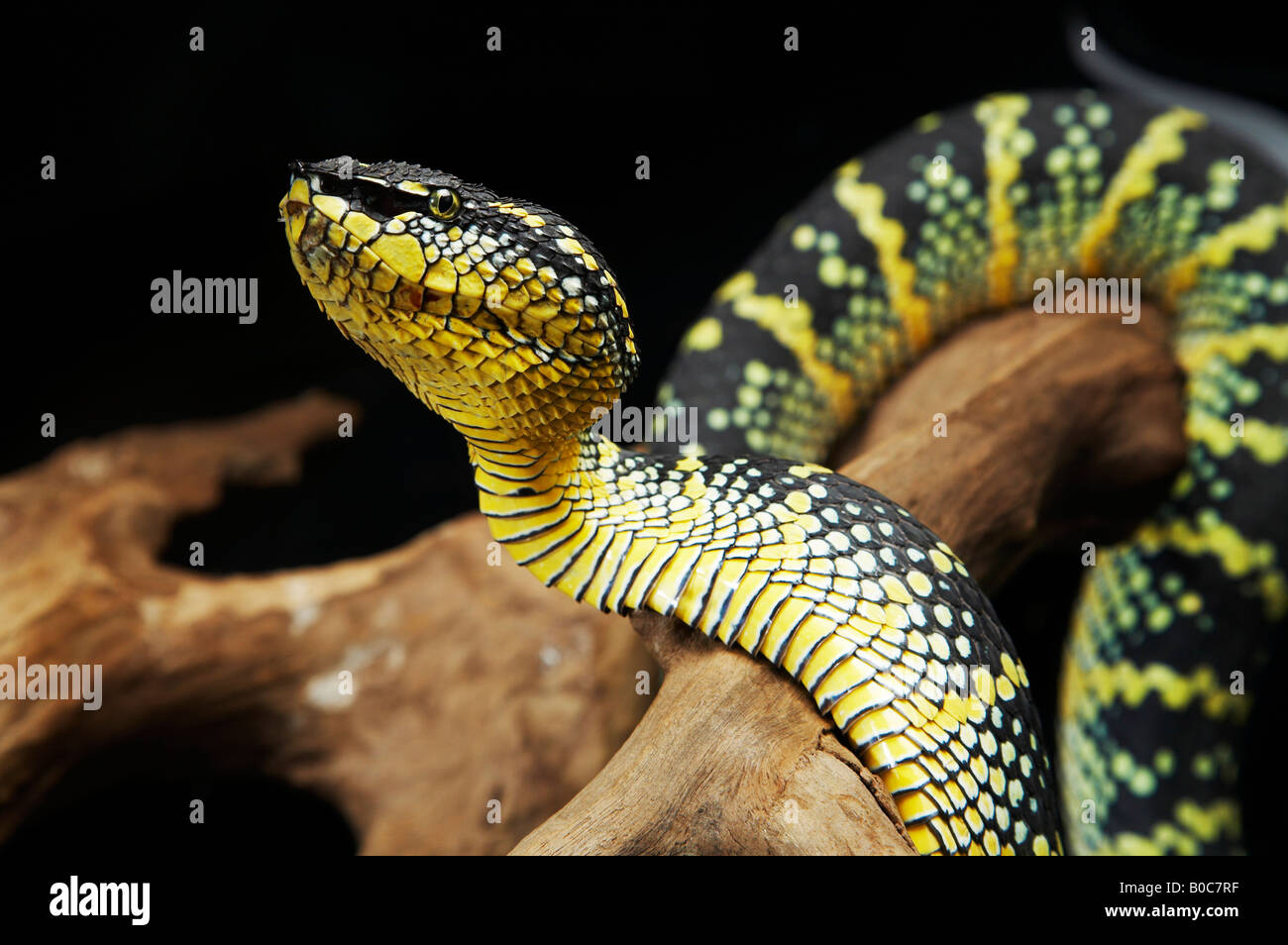 Mangrove snake head up Stock Photo - Alamy