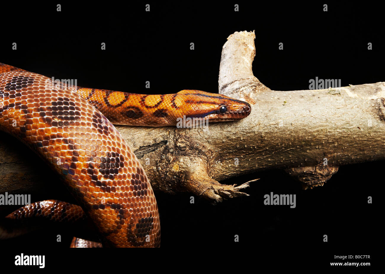 Boa Constrictor coiled on branch Stock Photo - Alamy