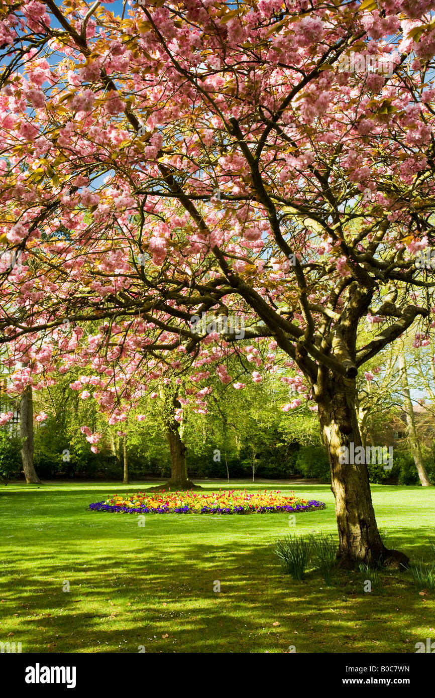 Spring flower beds of tulips and primulas with flowering cherry trees ...