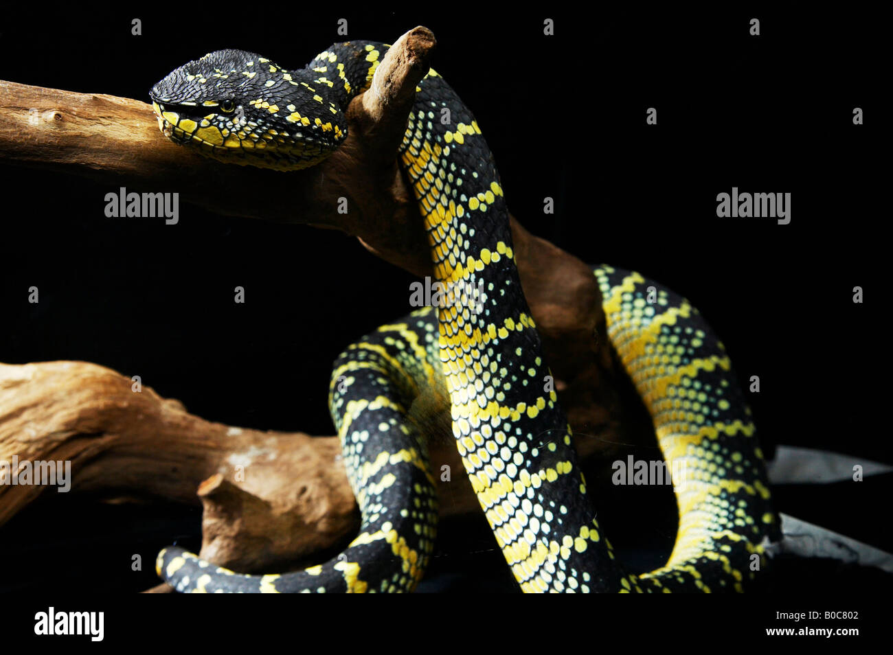 Mangrove Snake coiled on branch Stock Photo - Alamy