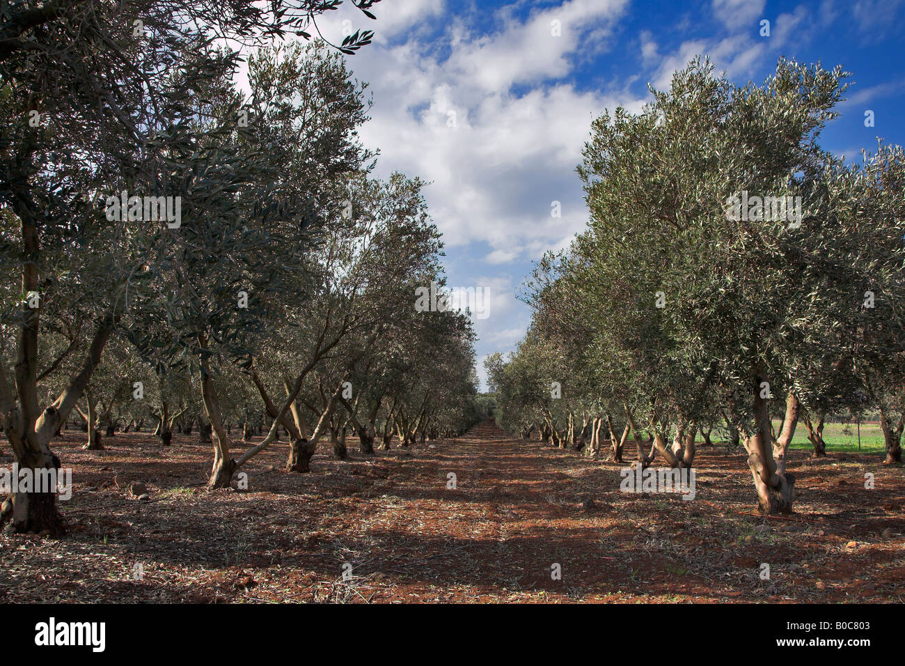 Olive avenue hi-res stock photography and images - Alamy