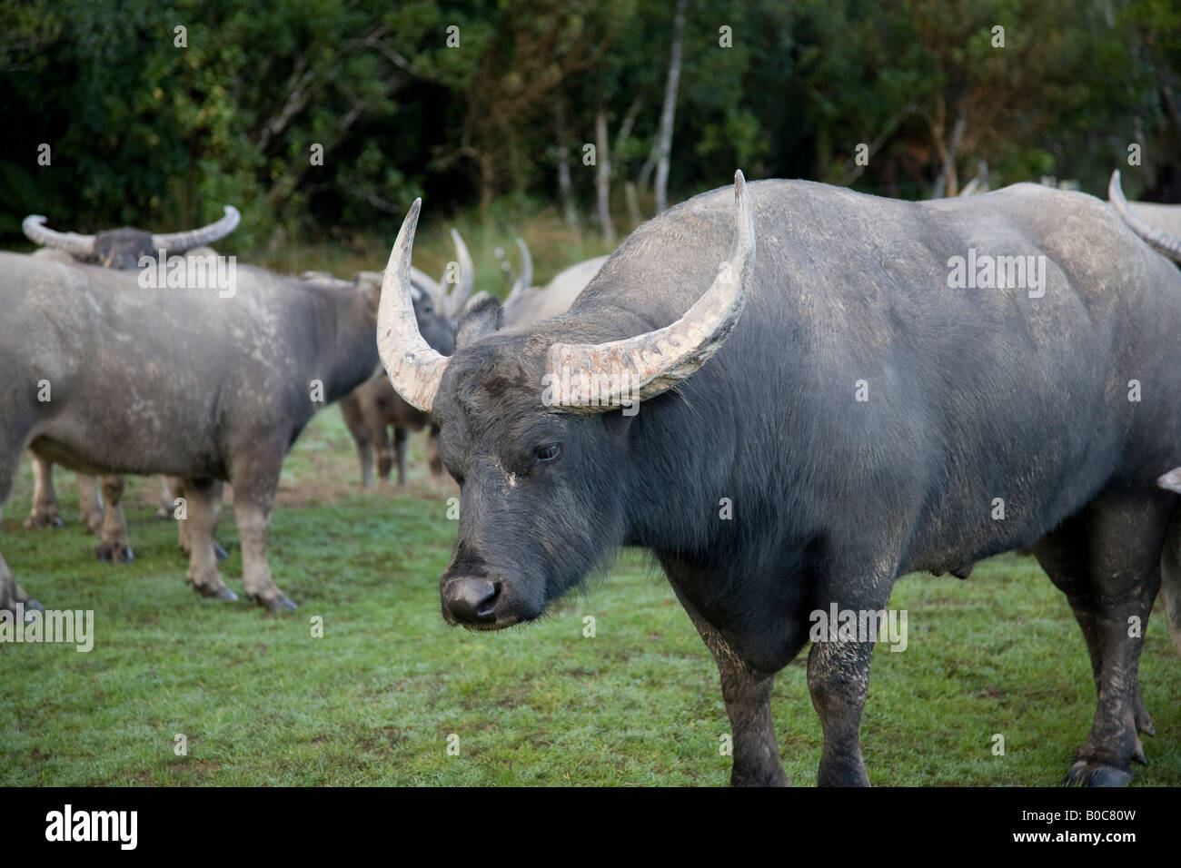 New zealand bull hi-res stock photography and images - Alamy