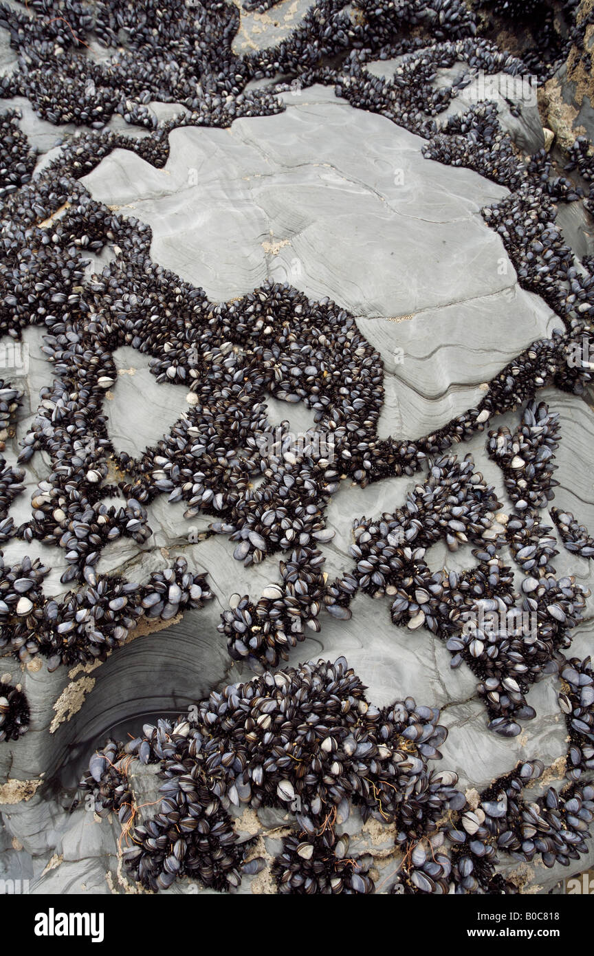 A colony of mussels on rocks, north Cornwall, England Stock Photo - Alamy