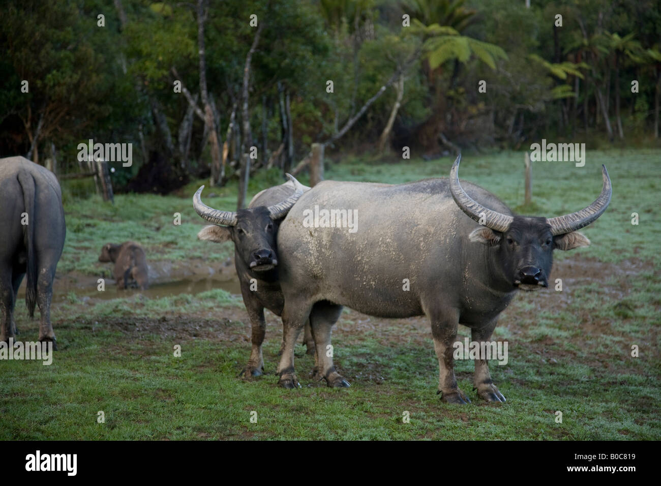New zealand farm animals hi-res stock photography and images - Alamy