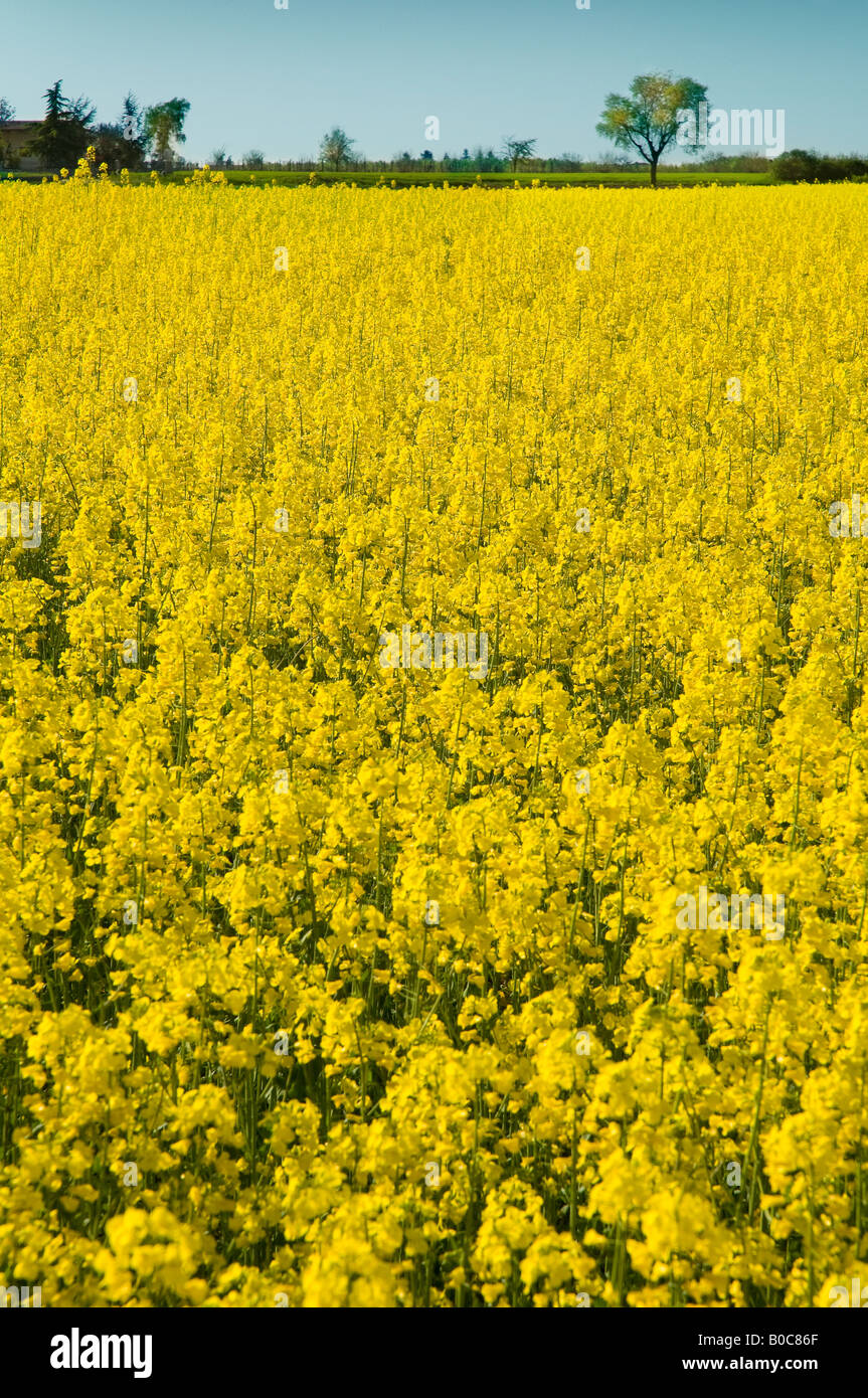 a field of colza Stock Photo - Alamy