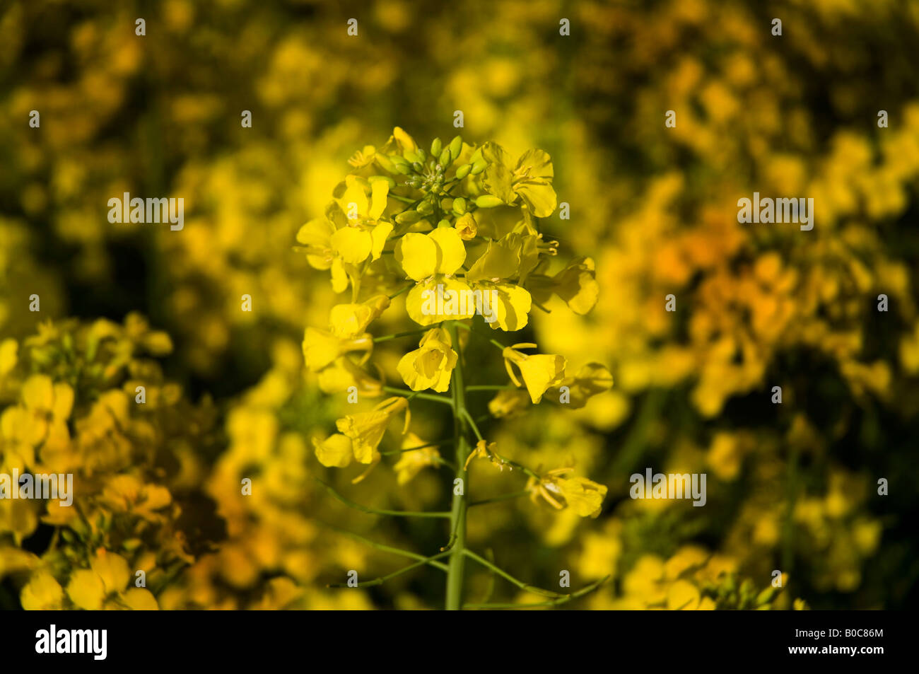 a plant of colza Stock Photo - Alamy