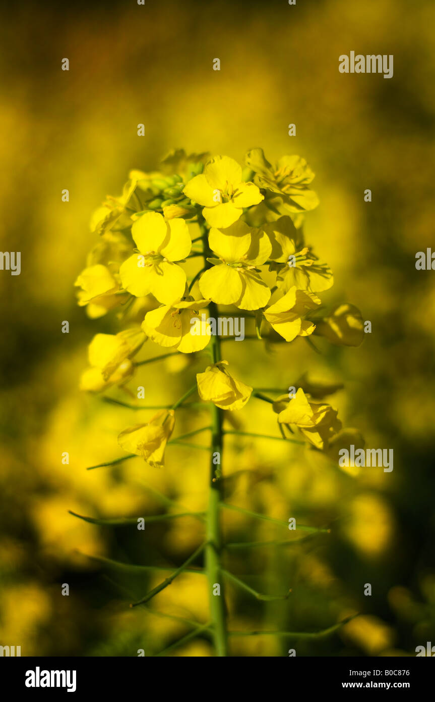 a plant of colza Stock Photo - Alamy