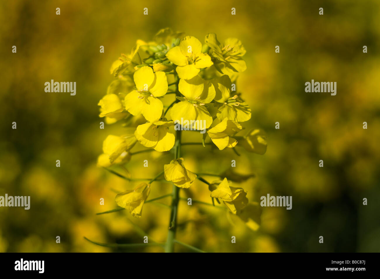 a plant of colza Stock Photo - Alamy