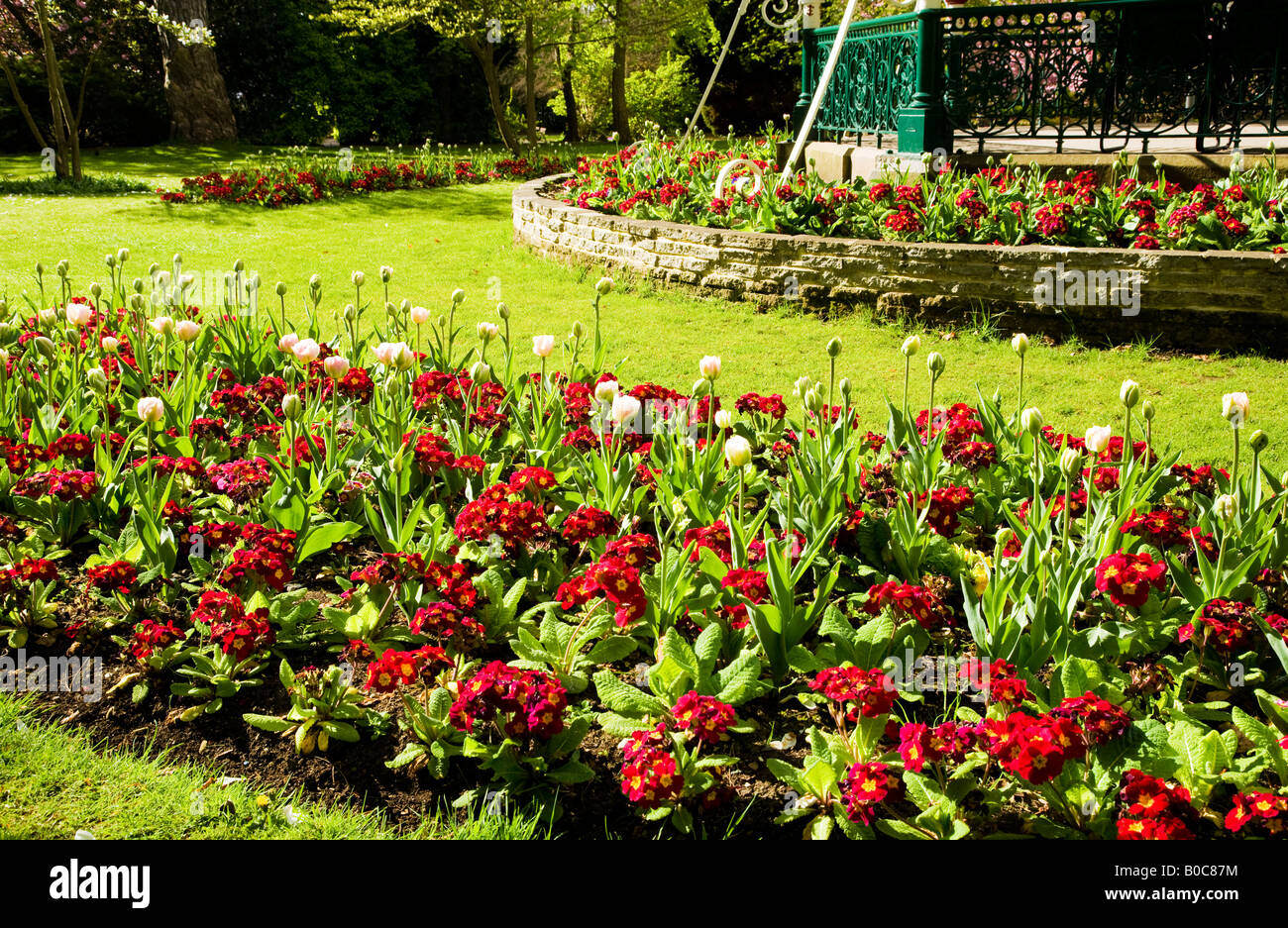 Spring flower beds of tulips and red primulas in front of the Victorian ...