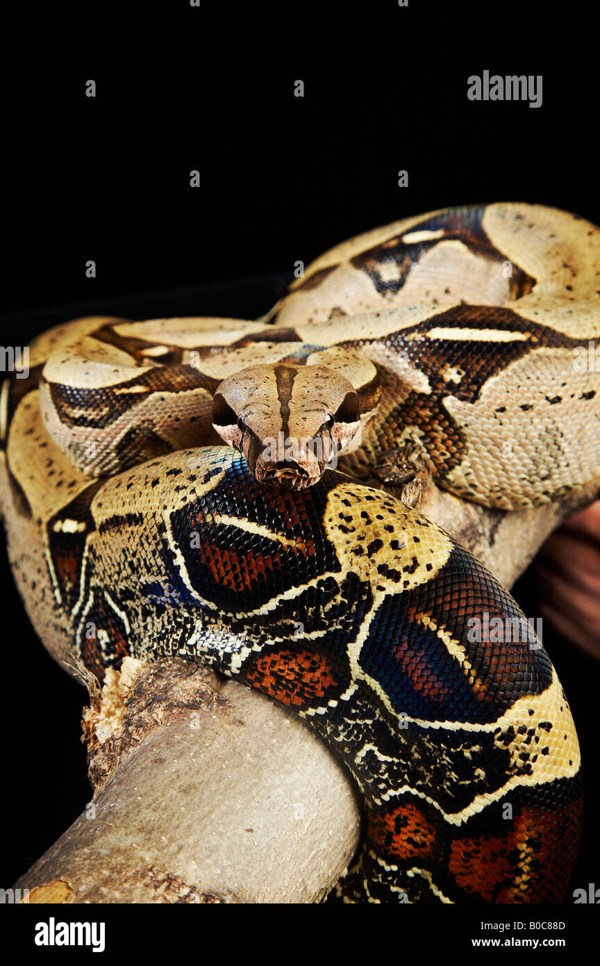 Ball Python/Royal Python coiled on branch Stock Photo - Alamy