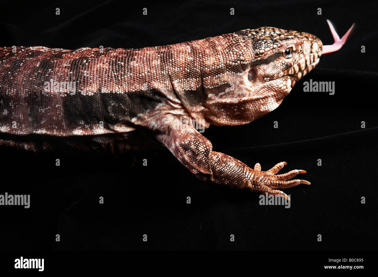 Red tegu hi-res stock photography and images - Alamy