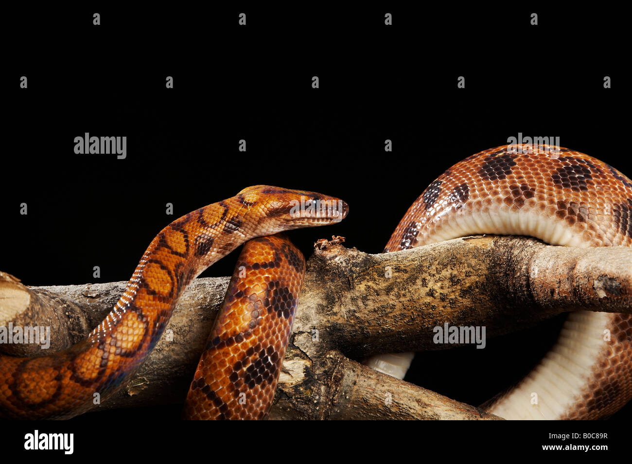 Boa constructor hi-res stock photography and images - Alamy