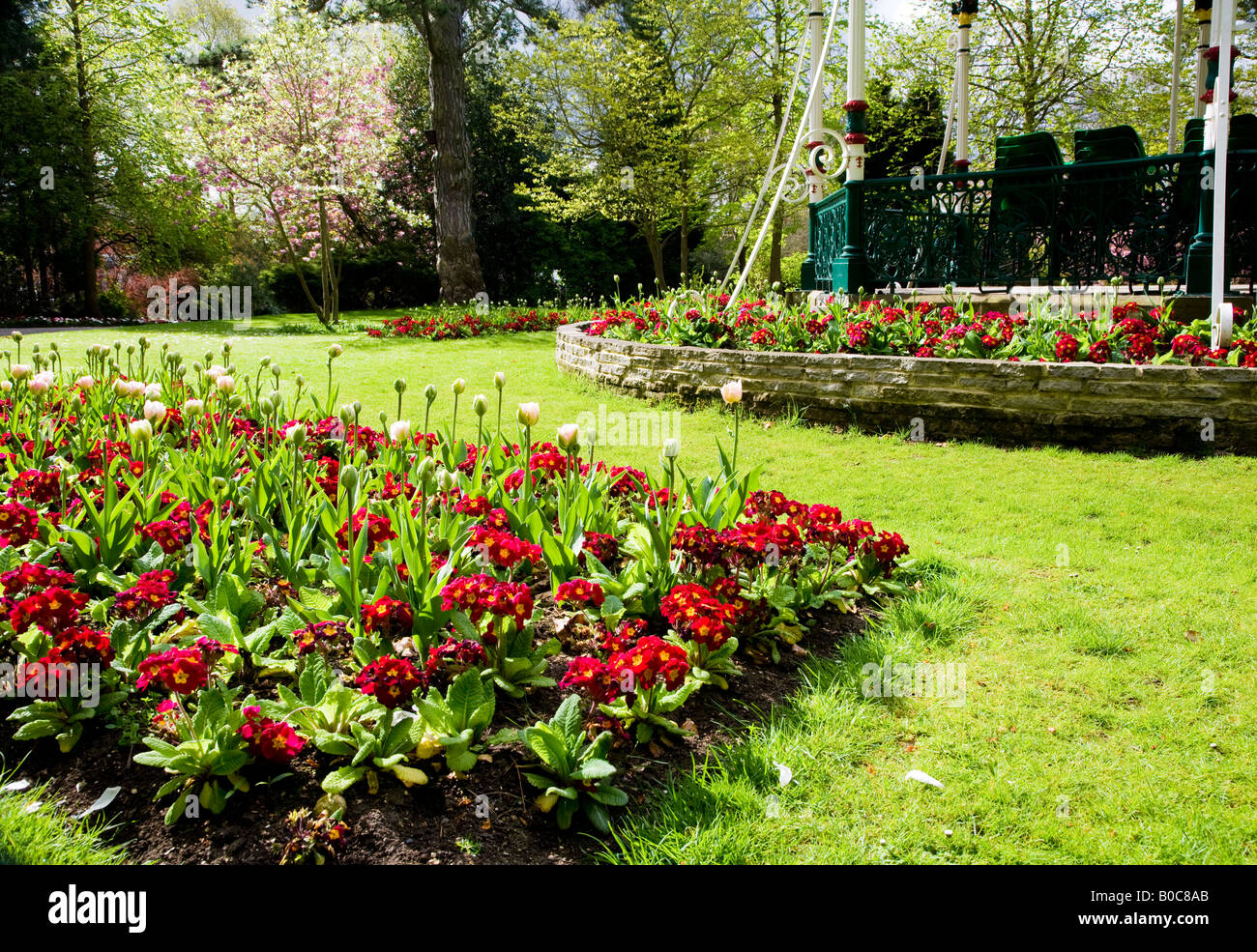 Spring flower beds of tulips and red primulas in front of the Victorian ...