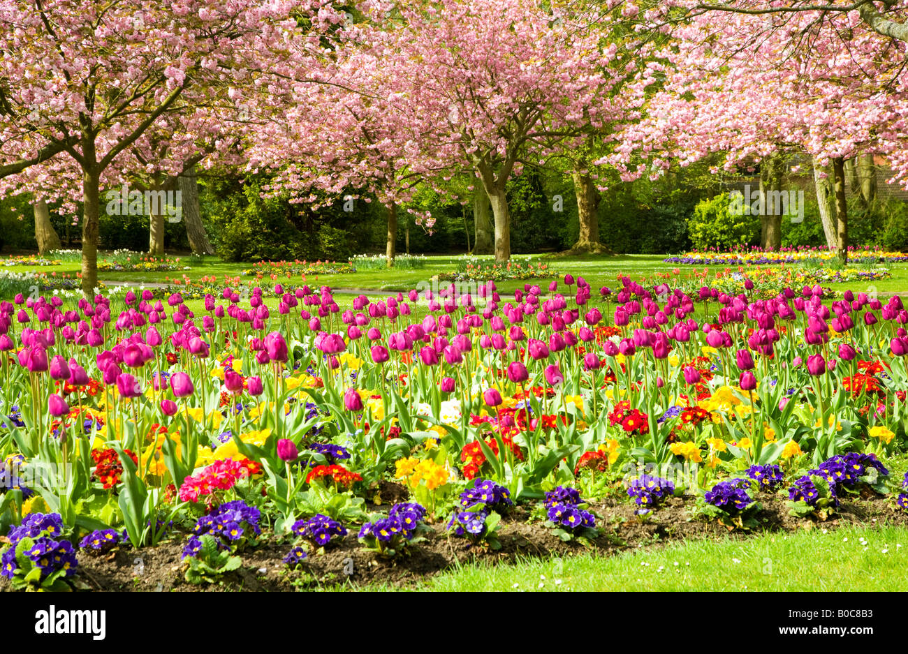 Spring flower beds of tulips and primulas with flowering cherry trees ...