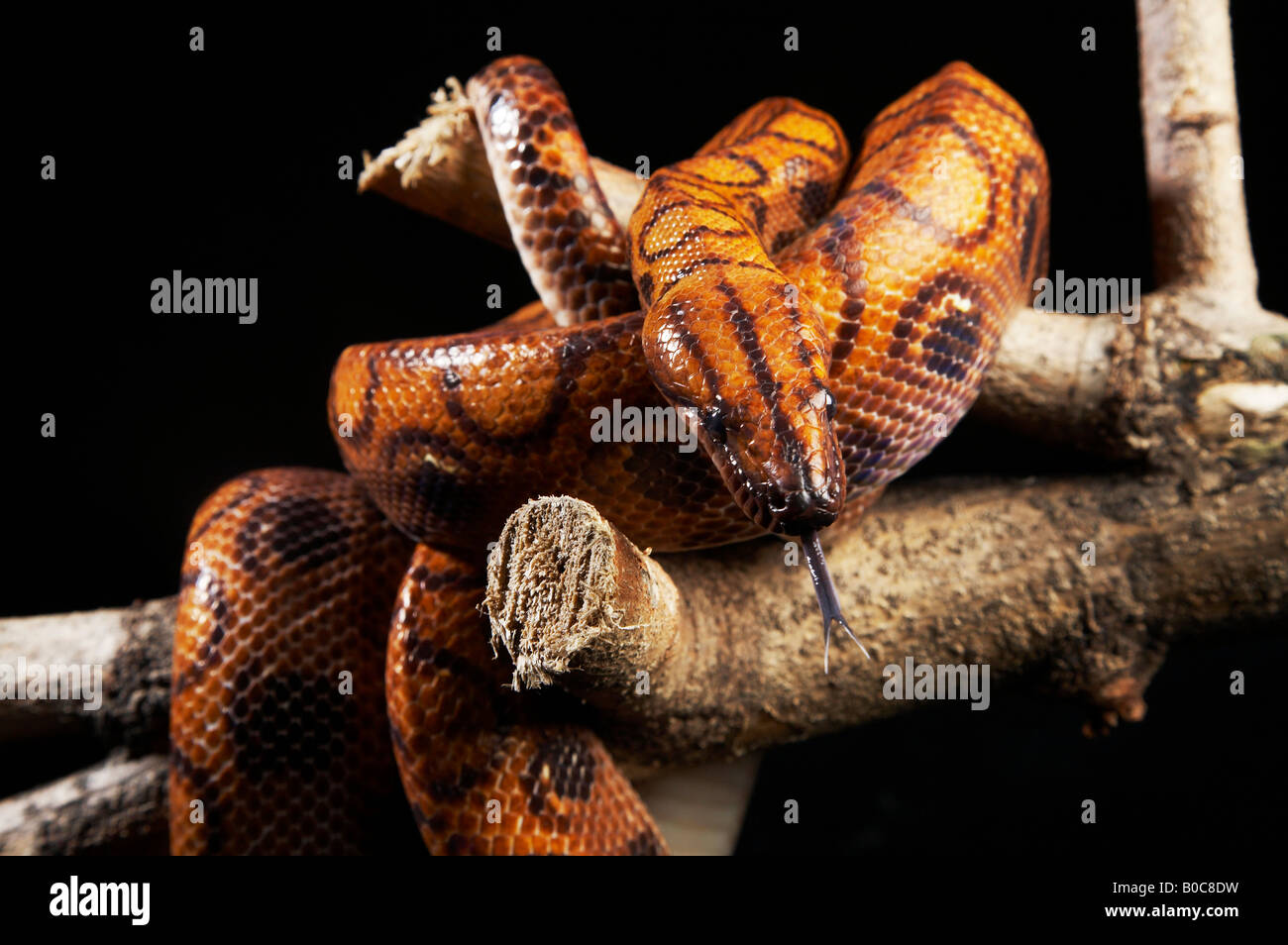 Boa Constriction coiled on branch Stock Photo - Alamy