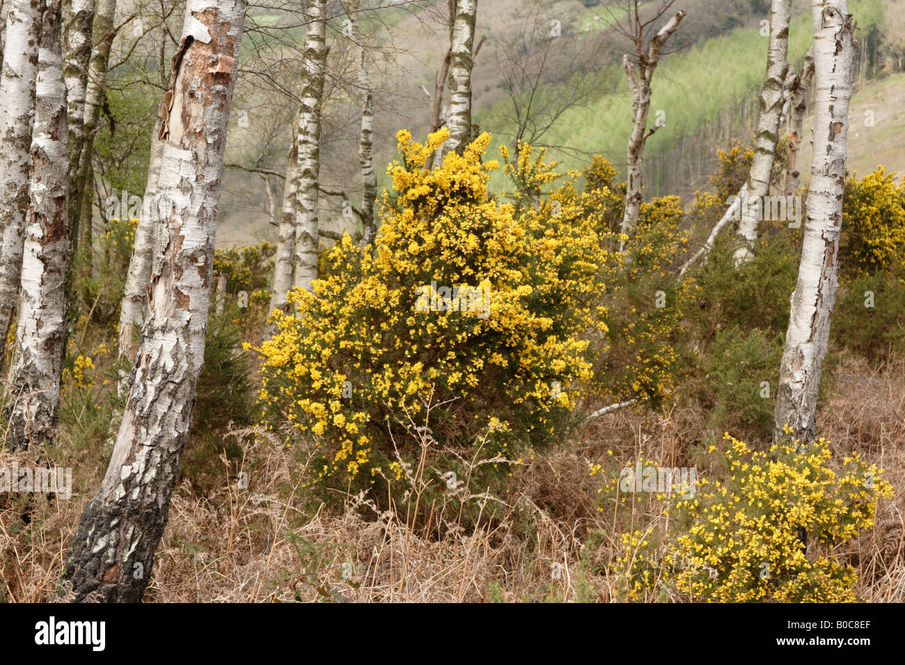 Silver Birch trees Betula pendula and Common Gorse Ulex europaeus ...