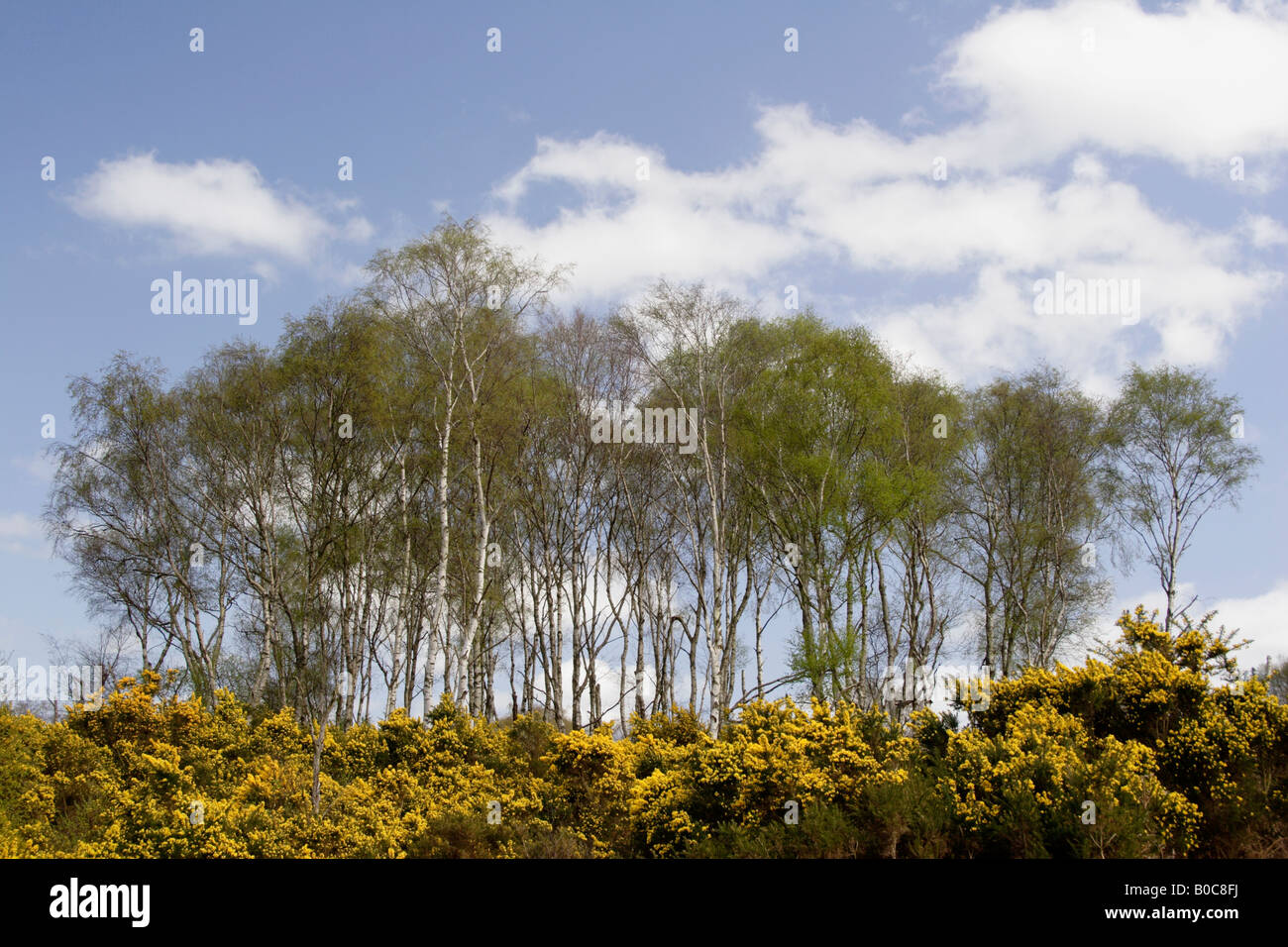 Silver Birch trees Betula pendula and Common Gorse Ulex europaeus ...