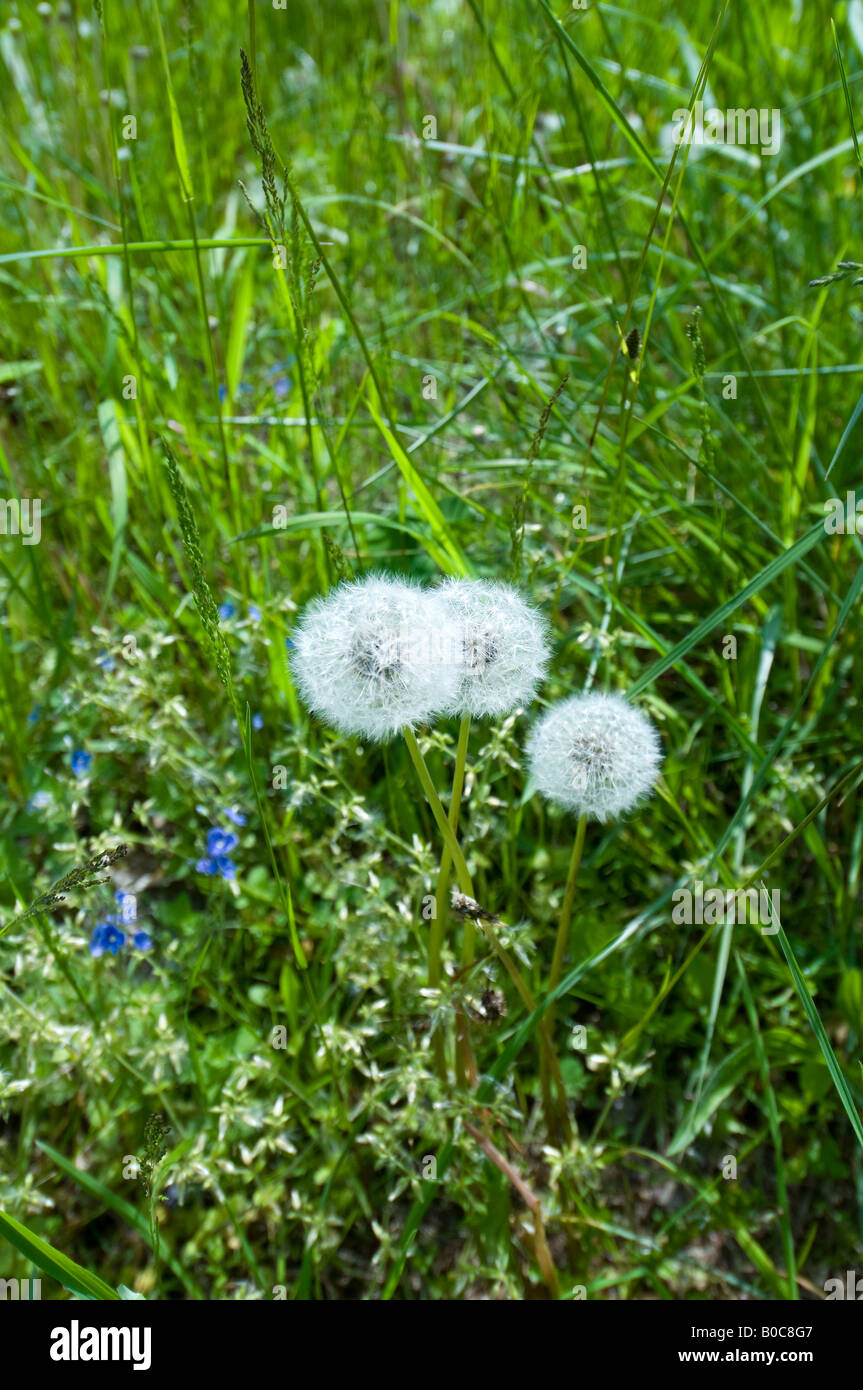 taraxacum pappus (taraxacum officinale Stock Photo - Alamy
