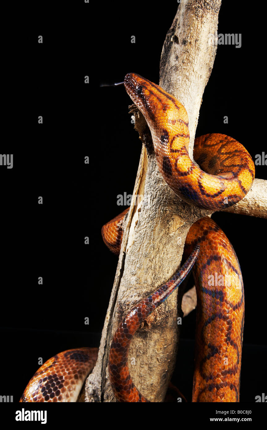 Boa Constrictor coiling up the tree Stock Photo - Alamy