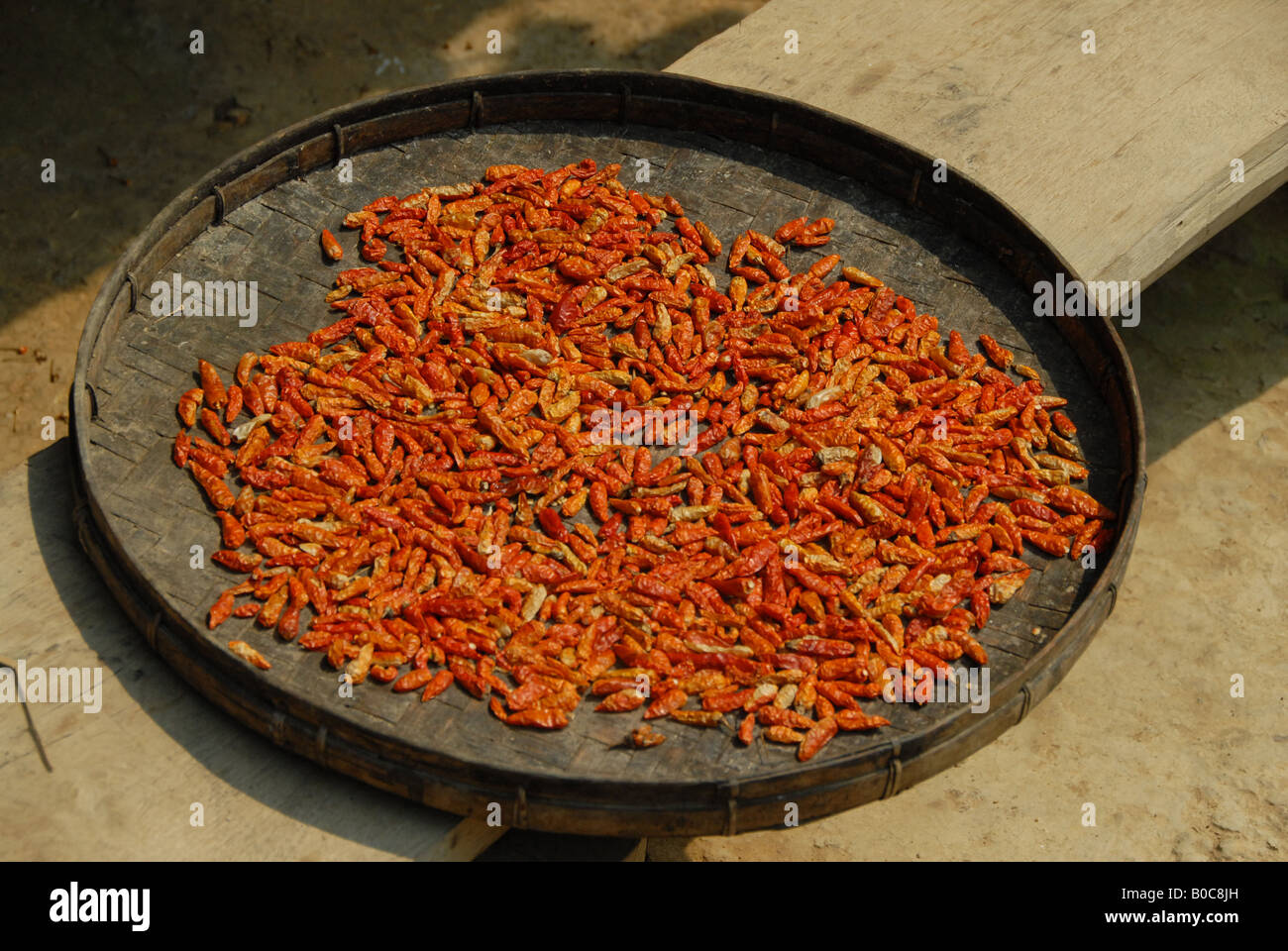 drying chilli, long neck karen village , mae hong son , thailand Stock ...