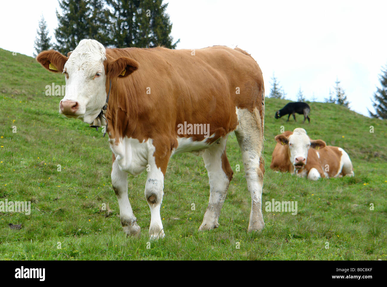 Rindviech hi-res stock photography and images - Alamy