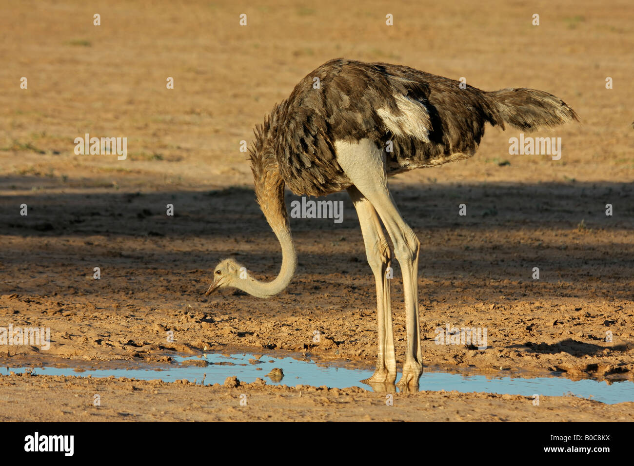 A female ostrich (Struthio camelus) drinking water at a waterhole ...