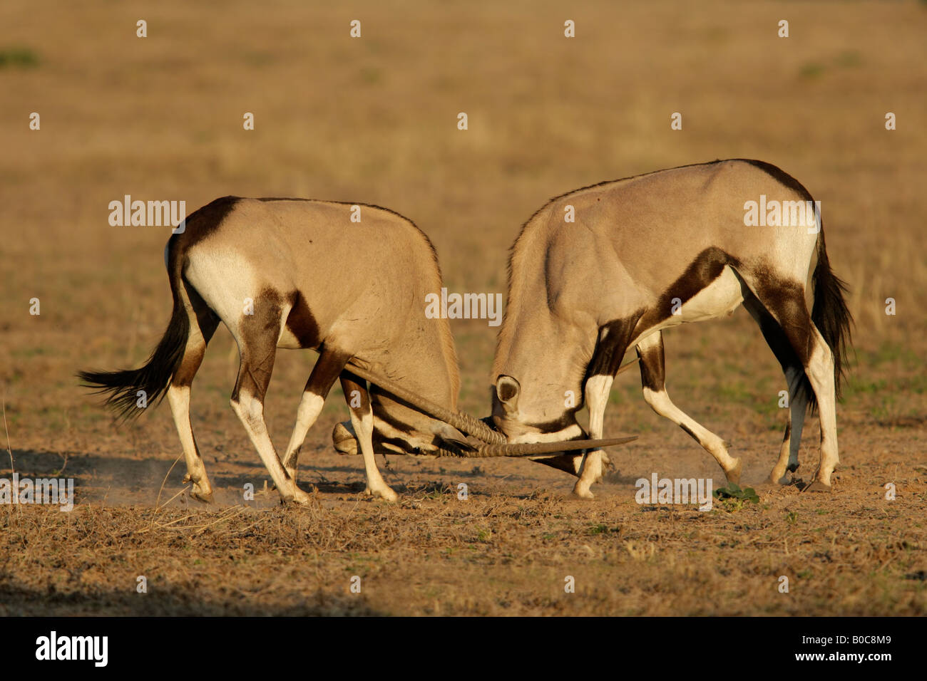 Two male gemsbok antelopes (Oryx gazella) fighting for territory ...